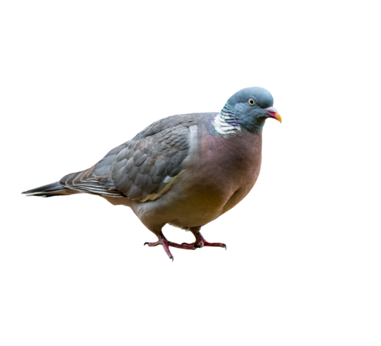 Purple Mash by 2Simple